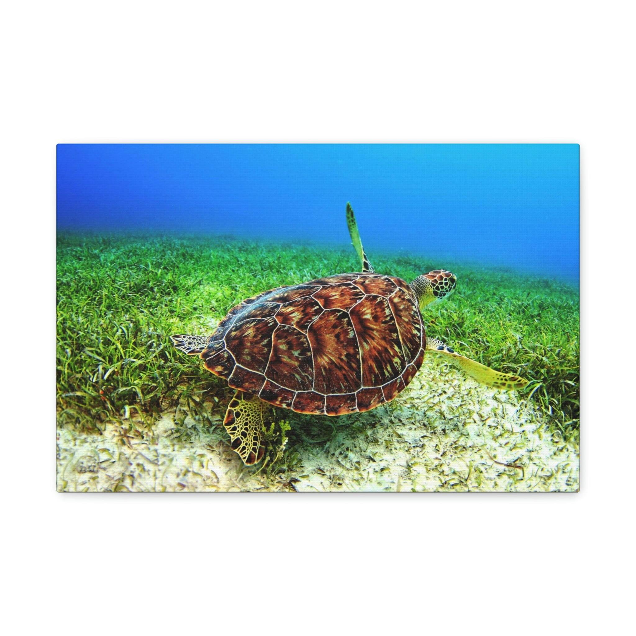 Turtle Hunting Turtle on Hunt Print Animal Wall Art Wildlife Canvas ...