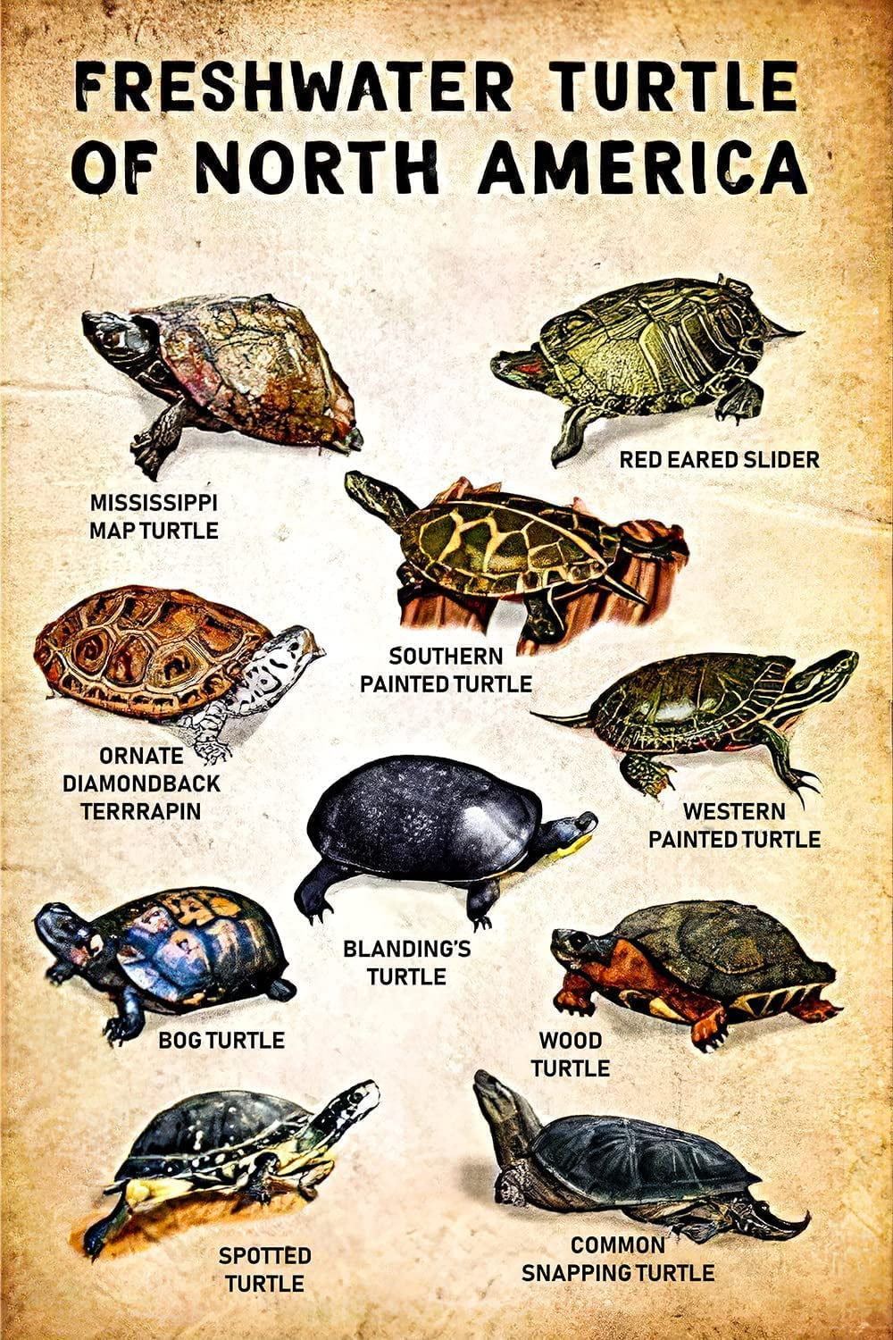 Turtle Knowledge Metal Sign Freshwater Turtle Of North America ...