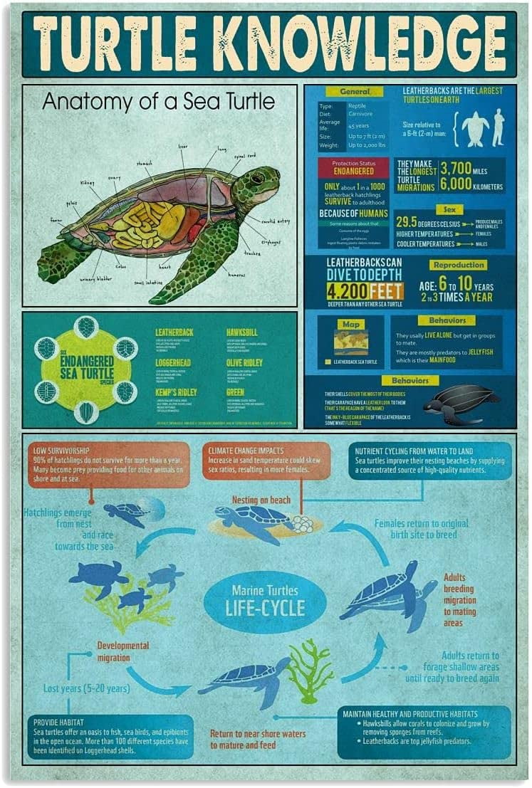 Turtle Knowledge Metal Signs Wall Decor Turtle Infographic Poster ...