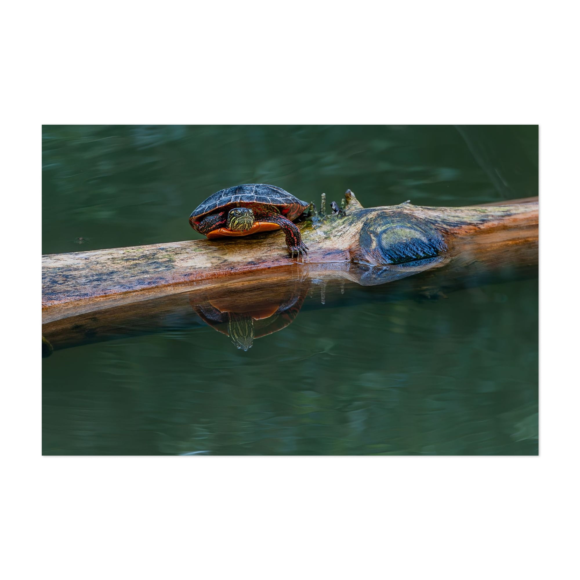 Turtle Reflection - Pennsylvania Photography Wildlife Nature Lake Animal Scenic Water Unframed ...