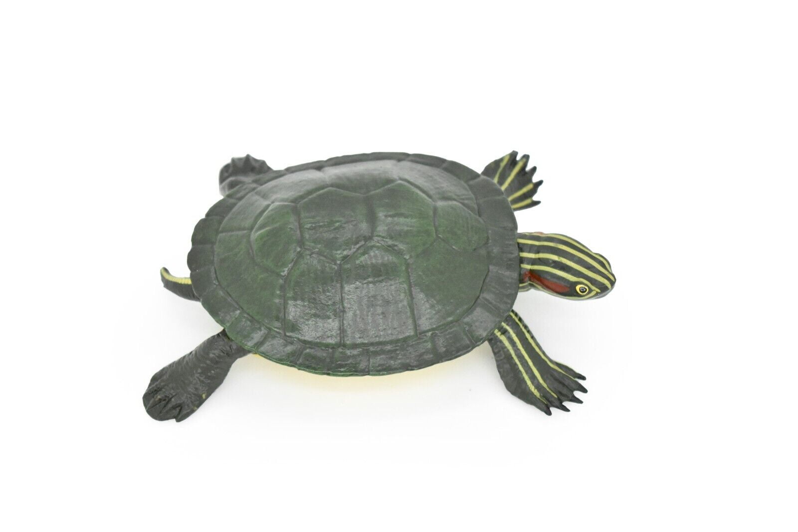Red-eared Slider Turtle