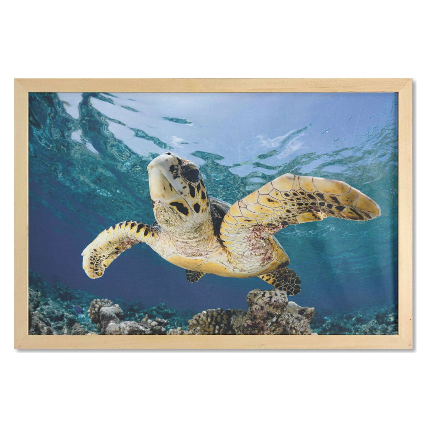 Turtle Wall Art with Frame, Hawksbill Sea Turtle in Blue Lagoon of ...