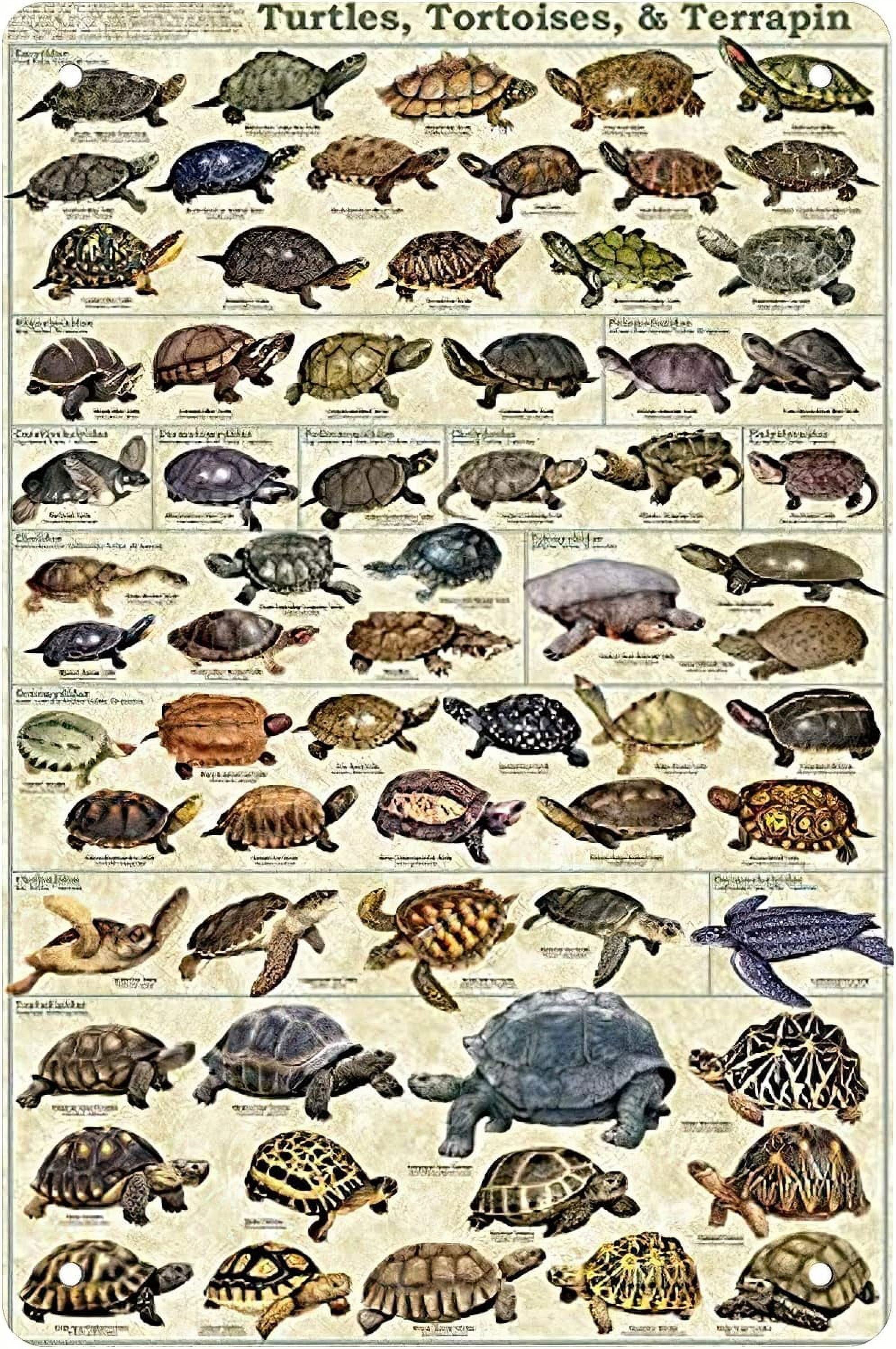 Turtles, Tortoises, Terrapin Educational Science Animal Chart Print ...