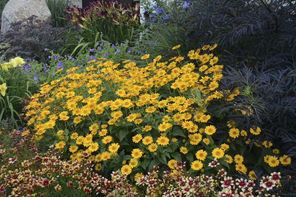 Tuscan Sun' False Sunflower 1 Gallon - Walmart.com