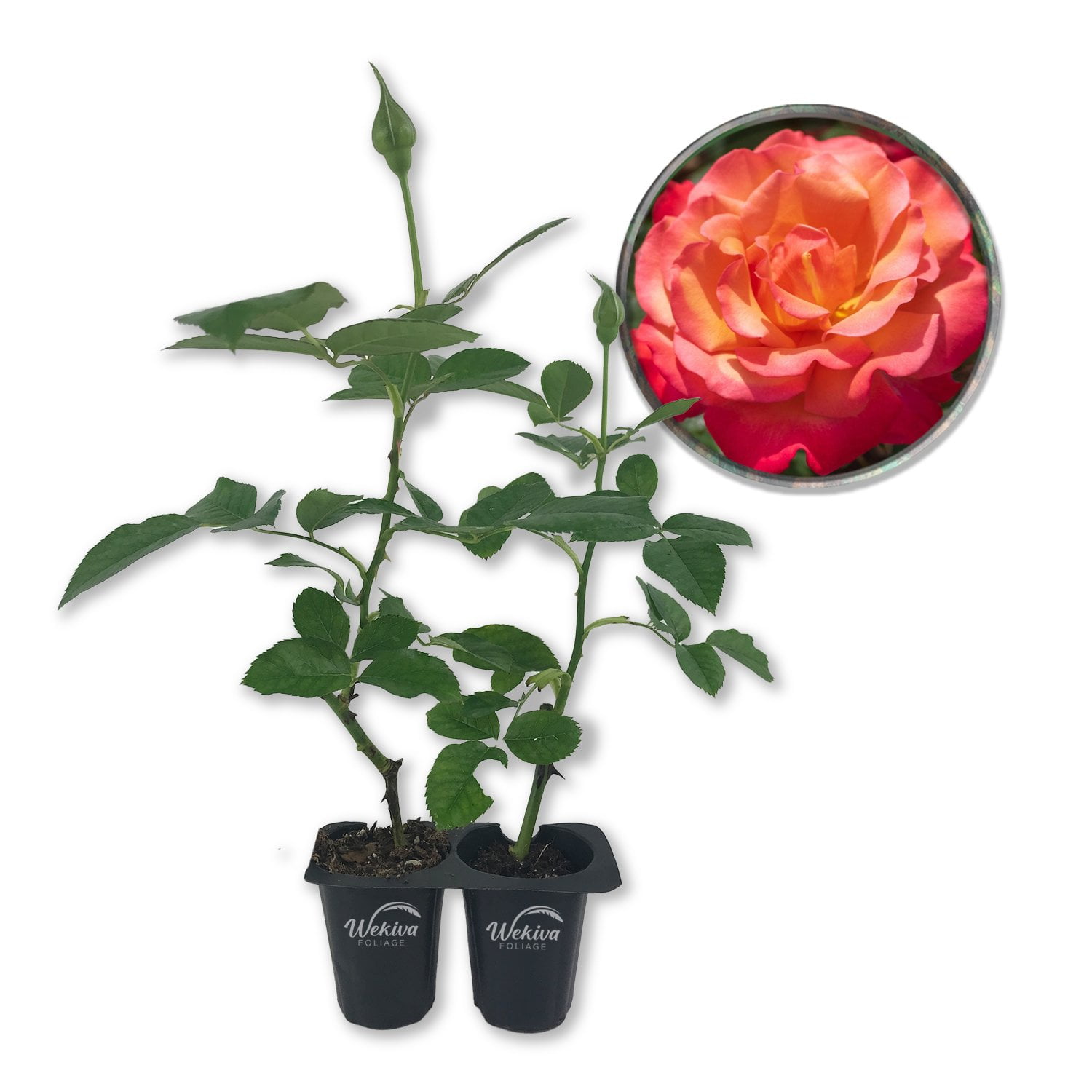 Tuscan Sun Rose Bush - 2 Live Starter Plants in 2 Inch Pots ...