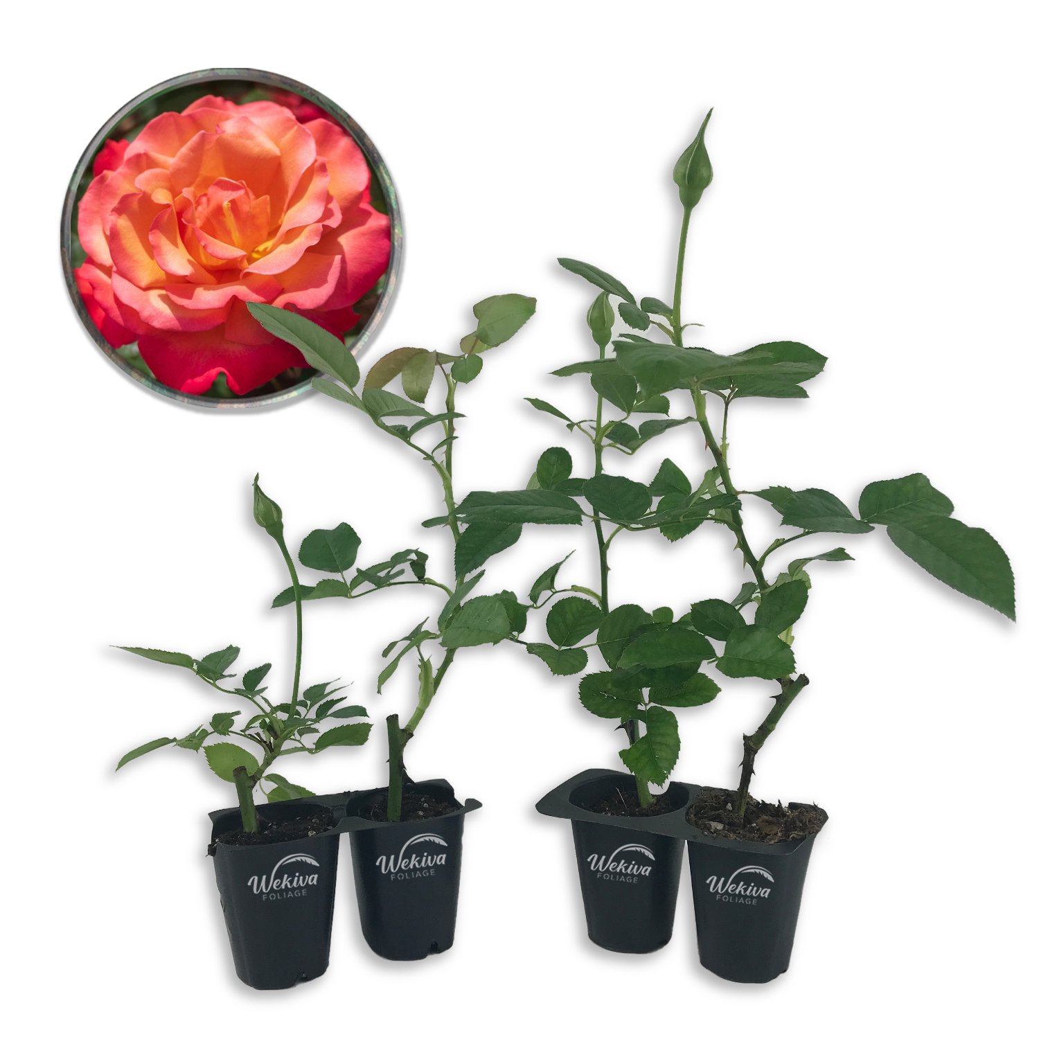 Tuscan Sun Rose Bush - 4 Live Starter Plants in 2 Inch Pots ...