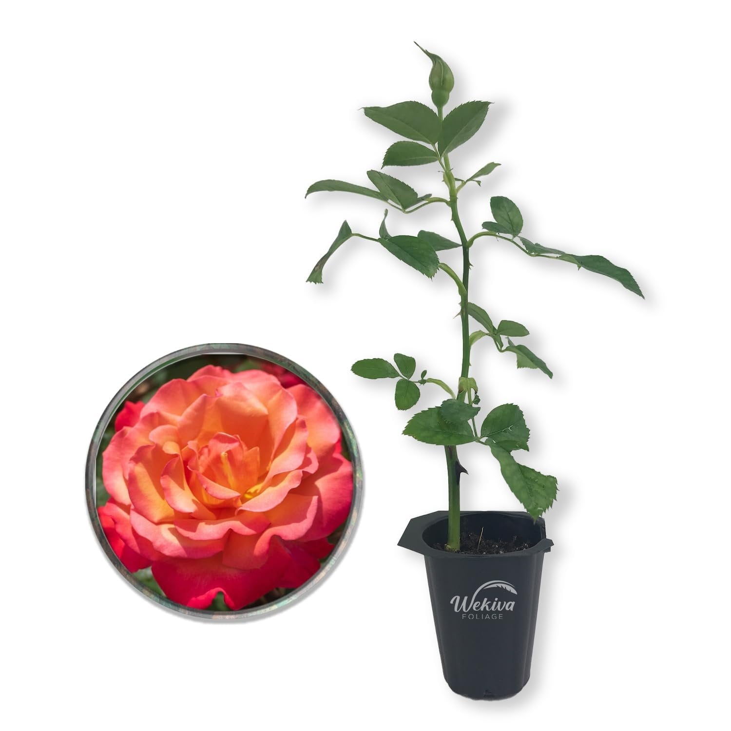 Tuscan Sun Rose Bush - Live Starter Plant in a 2 Inch Pot - Beautifully ...