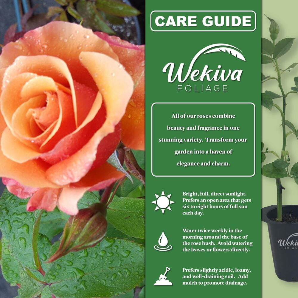 Tuscan Sun Rose Bush - Live Starter Plants in 2 Inch Pots - Walmart.com
