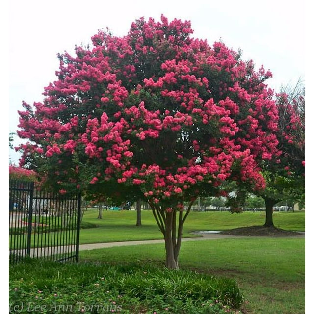 Tuscarora Dark Pink Crape Myrtle Tree - Live Plant ( 1 QT ) - Full Sun - Fast Growing - Walmart.com