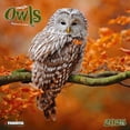 Tushita Publishing, Magic Owls 2025 Wall Calendar - Walmart.com