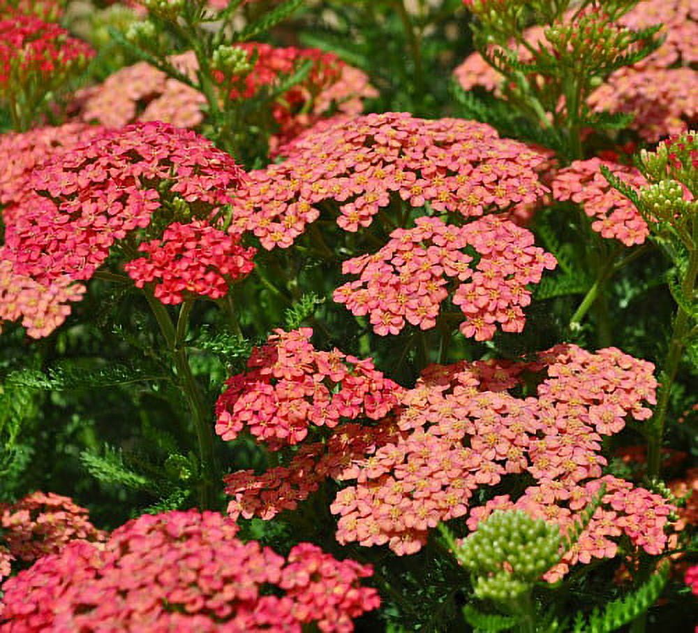 Tutti Frutti Apricot Delight Yarrow - Achillea - Perennial Live Plant ...