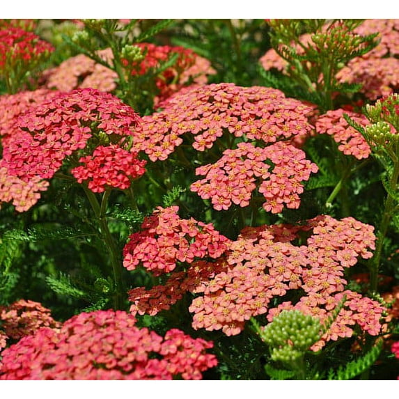 Tutti Frutti Apricot Delight Yarrow - Achillea - Perennial Live Plant ...