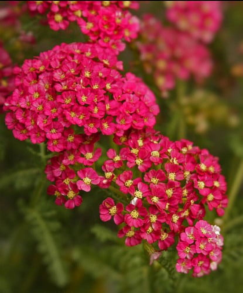 Tutti Frutti Pomegranate Yarrow - Achillea - Quart Pot - Walmart.com