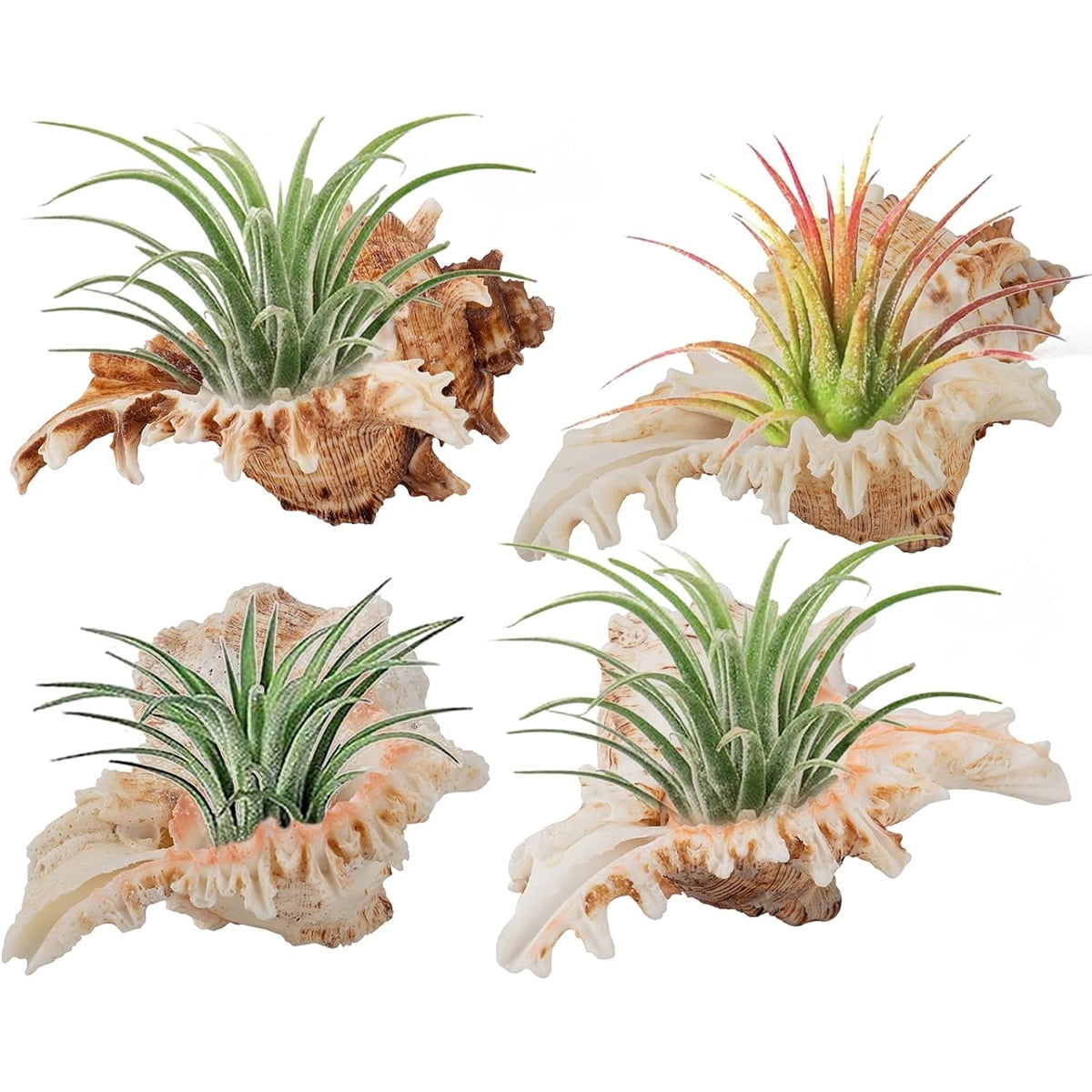 Tutuviw 4 Pack 3-5 in Conch Sea Shell Air Plant Holder,Natural Conch ...