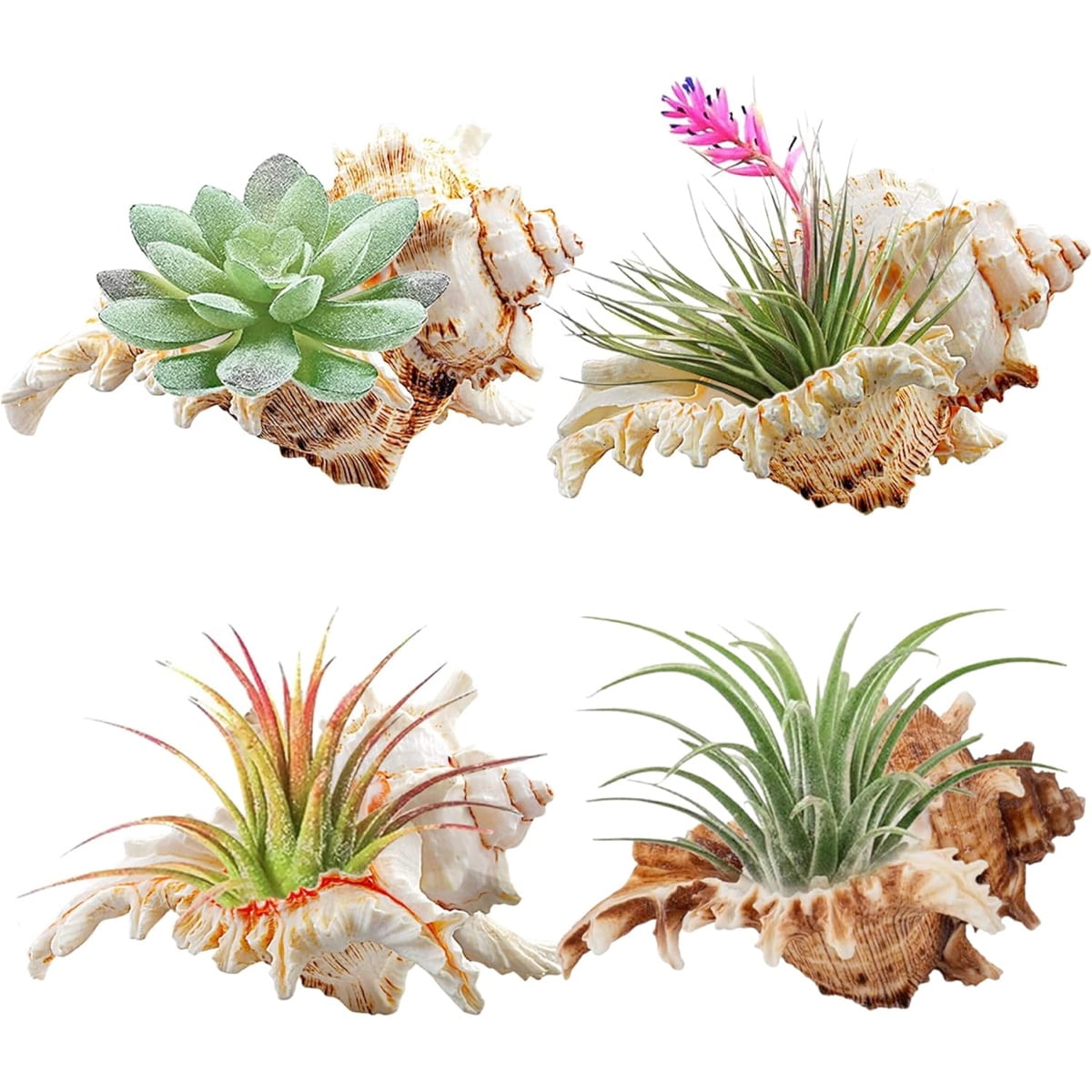 Tutuviw 4 Pack 3-5" Conch Sea Shell Air Plant Holders,Natural Airplant ...