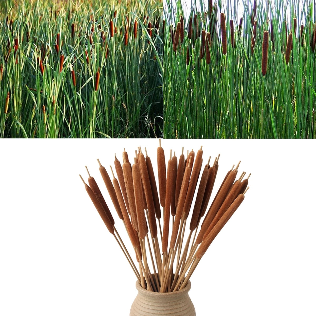 Tutuviw Dried Natural Brown Cattails Flowers, Real Broadleaf Pencil ...
