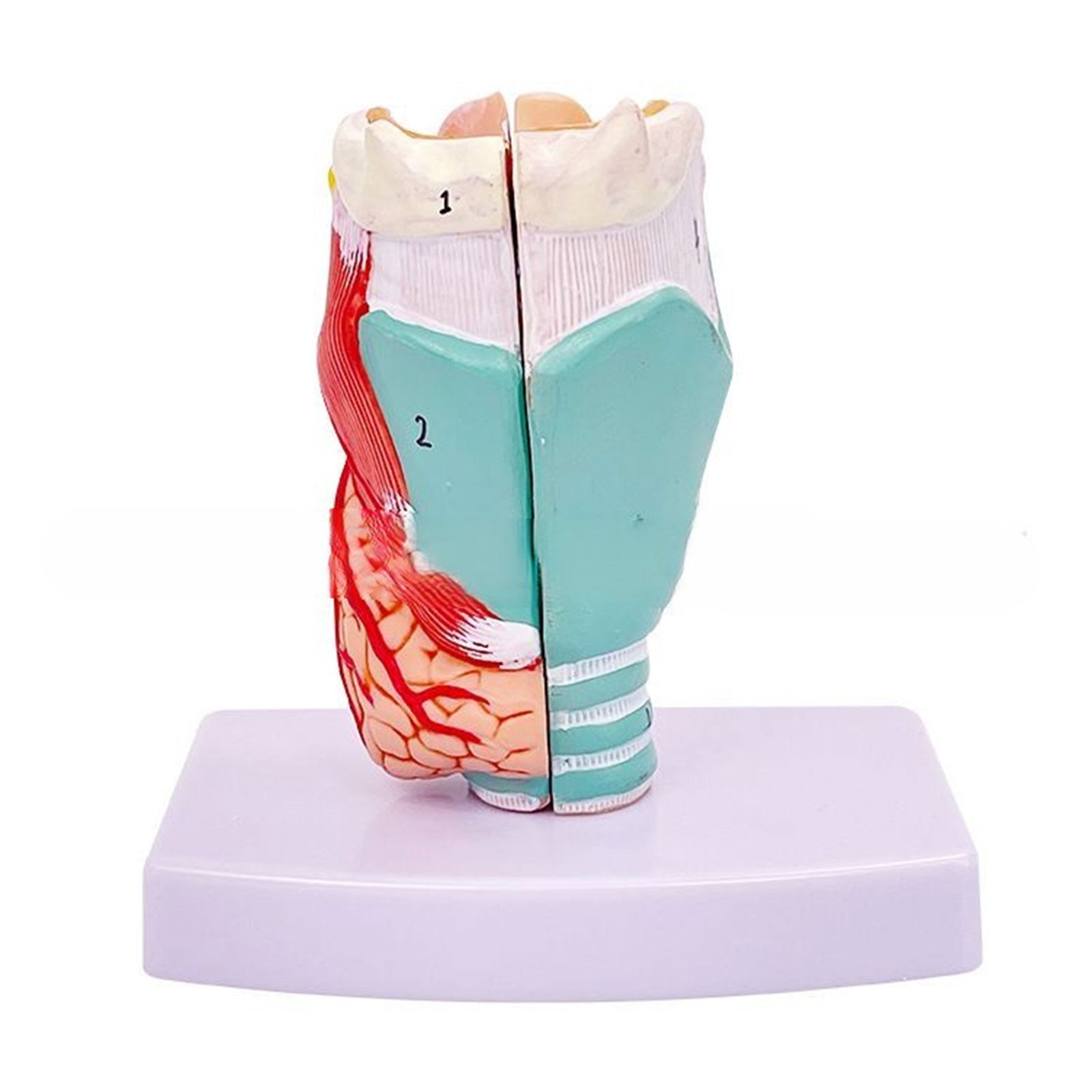 TwhqxjCN Anatomical Larynx Model Removable Human Throat Anatomy Model ...