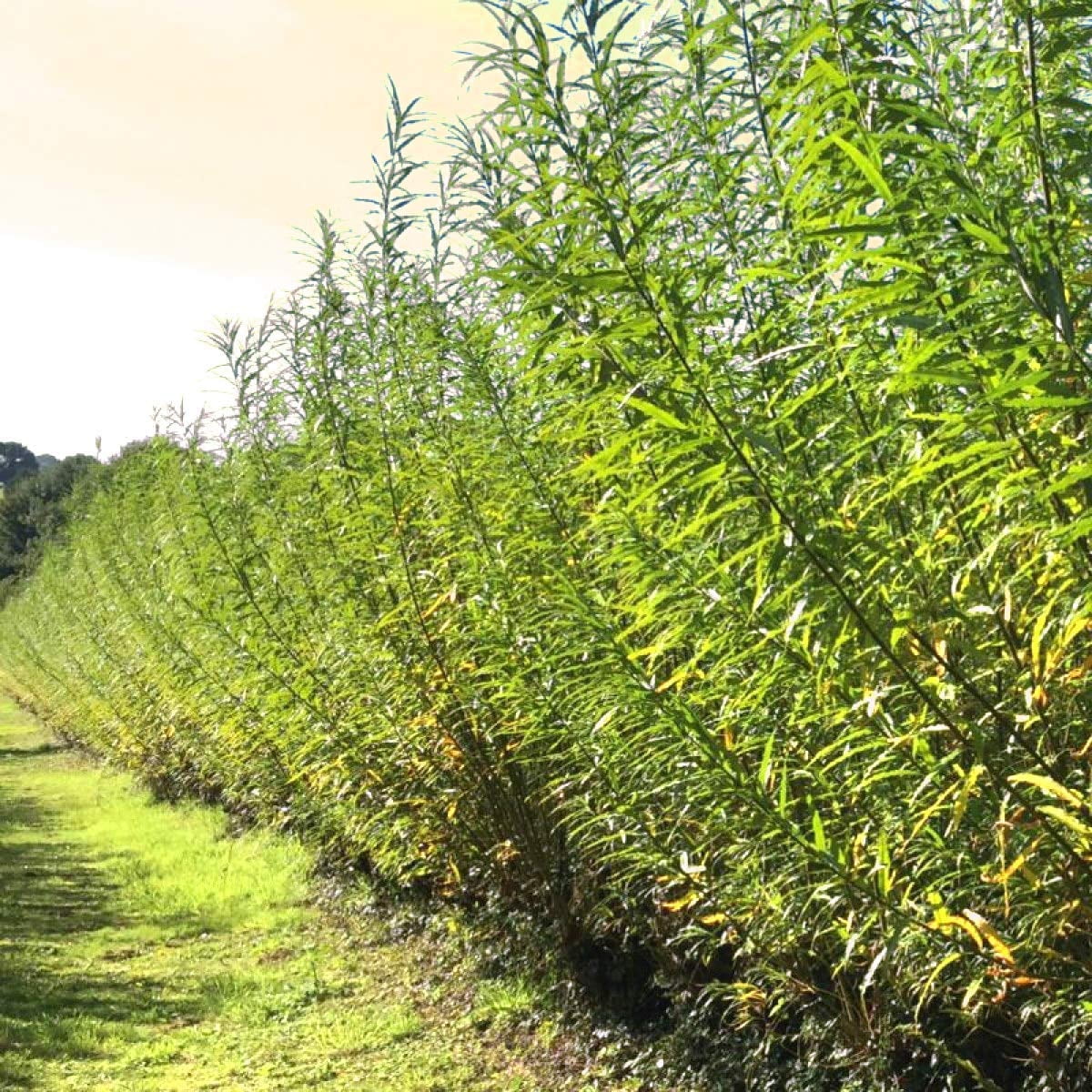Twigz Nursery 50 Hybrid Willow Tree Plants. Austree grows 12 foot 1st ...