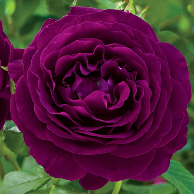 Heirloom Roses Twilight Zone Grandiflora Rose - Fragrant Purple Live ...