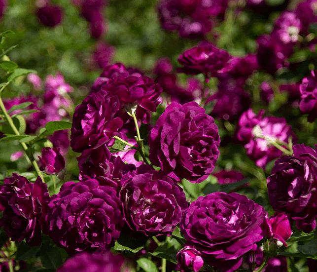Twilight Zone Purple Climbing Rose Live Plant, 6 Months Old Starter ...