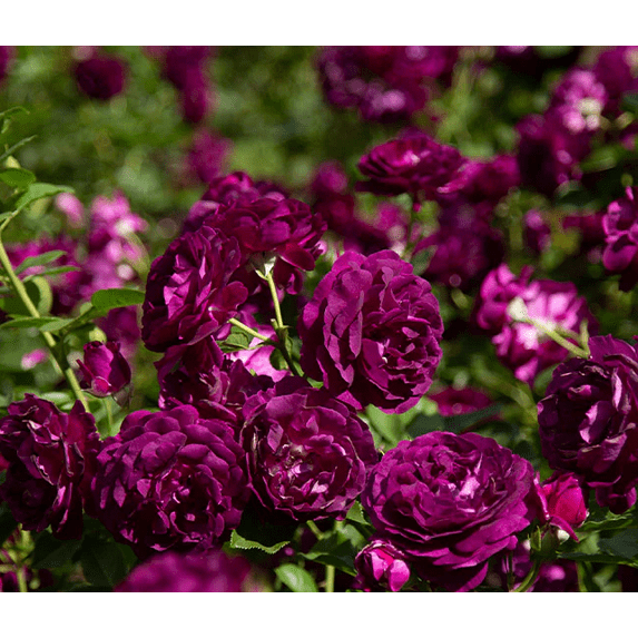 Twilight Zone Purple Climbing Rose Live Plant, 6 Months Old Starter ...