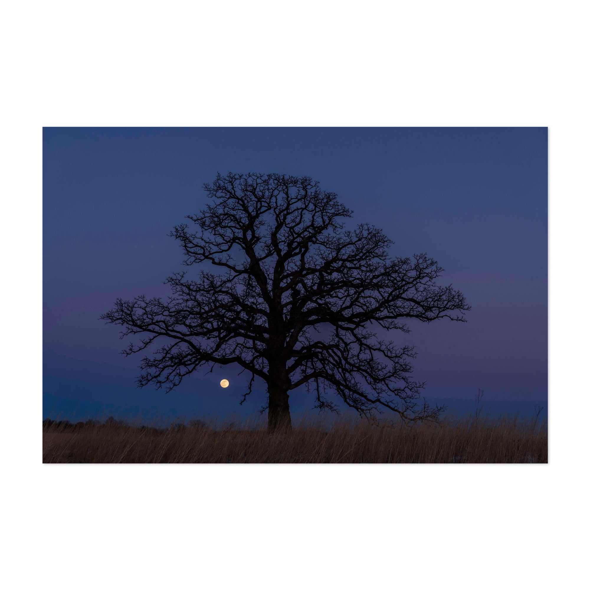 Twilight casts a magical glow around an ancient tree - Crystal Lake ...
