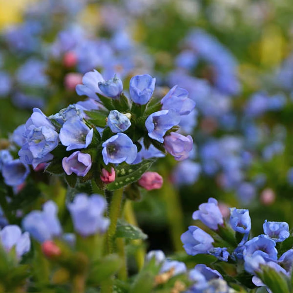 Twinkle Toes Pulmonaria Lungwort Plant - Periwinkle Blooms - Gallon Pot ...