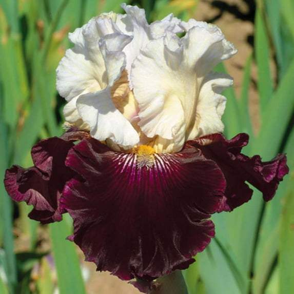 Twist of Sheree Reblooming Bearded Iris Flower Bulbs - Attracts ...
