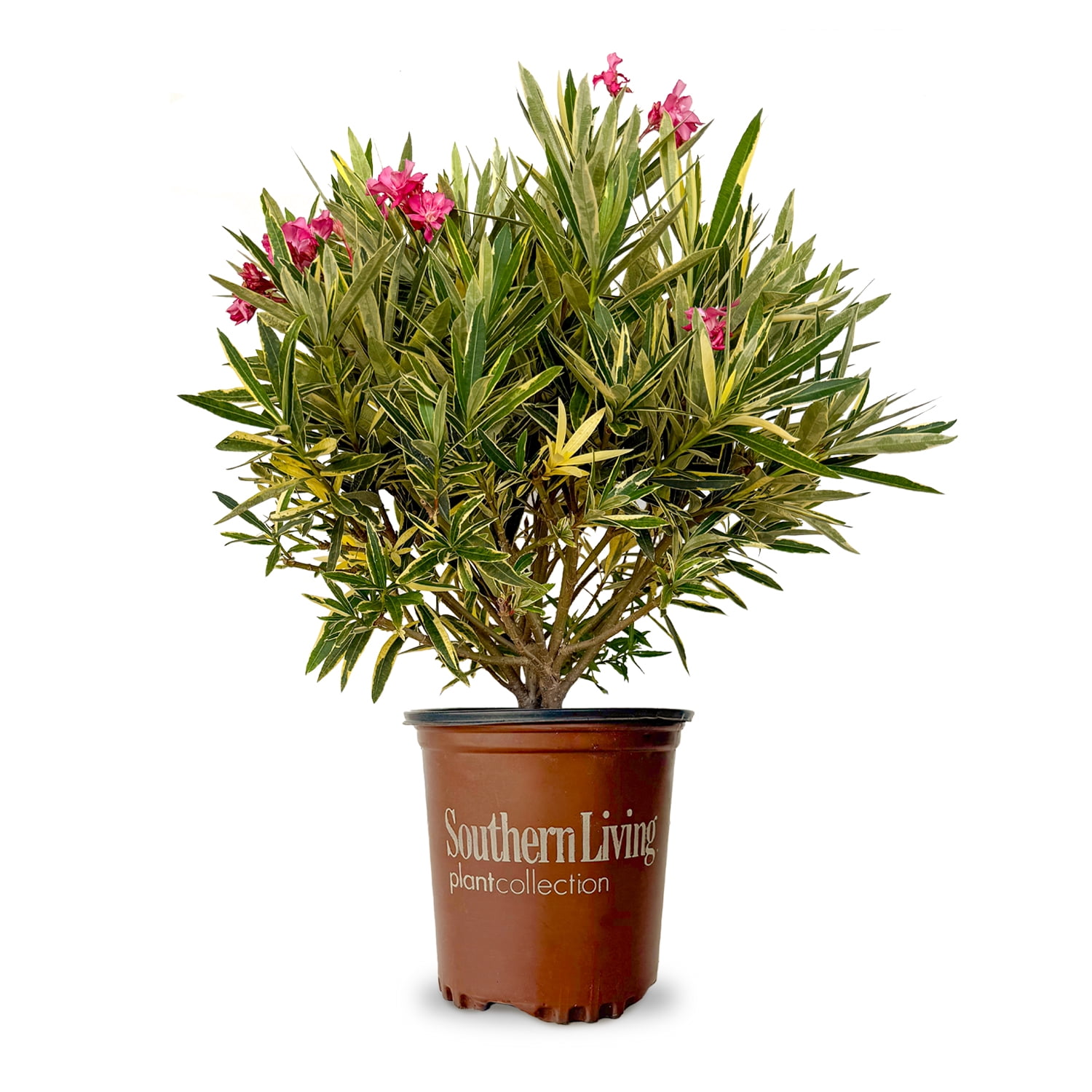 Southern Living Twist of Pink Variegated Oleander Live Shrub in 2 ...