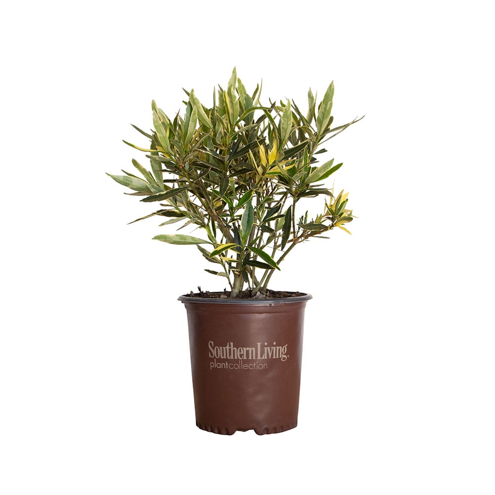 Southern Living Twist of Pink Variegated Oleander Live Shrub in 2 ...