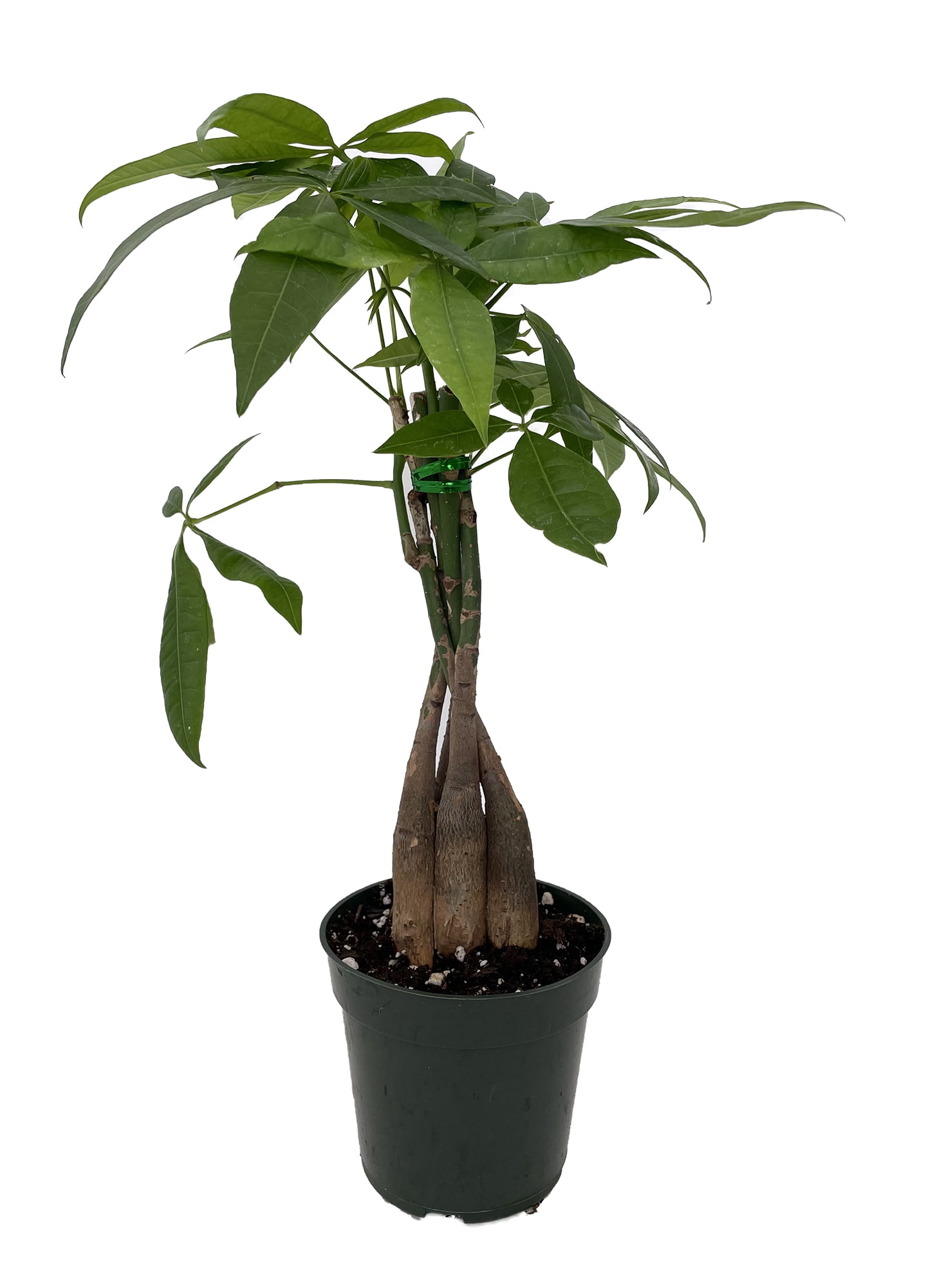 How To Grow Real Money Trees