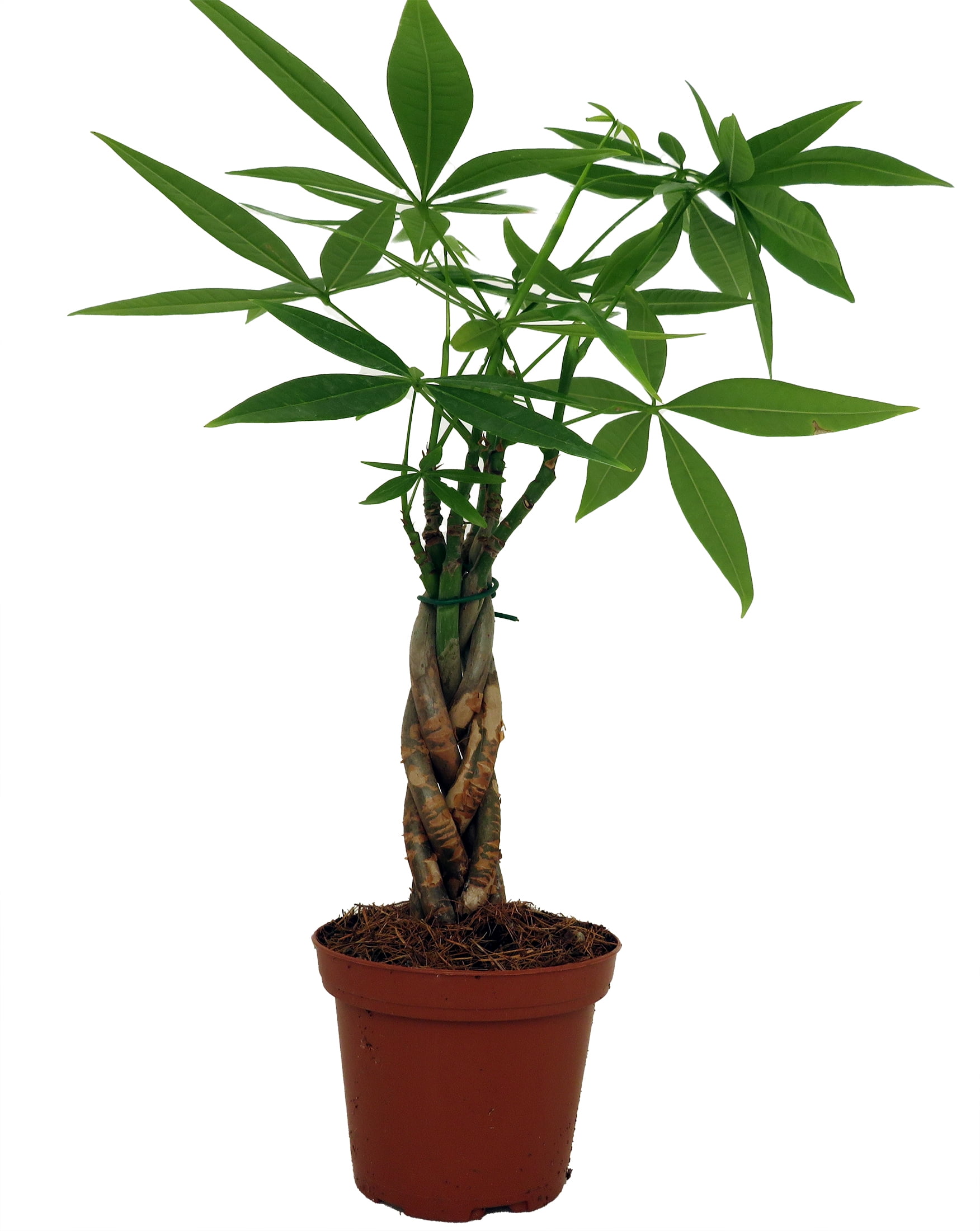 "Live Indoor Twisted Money Tree - Pachira - 3"" Pot - Easy to Grow ...
