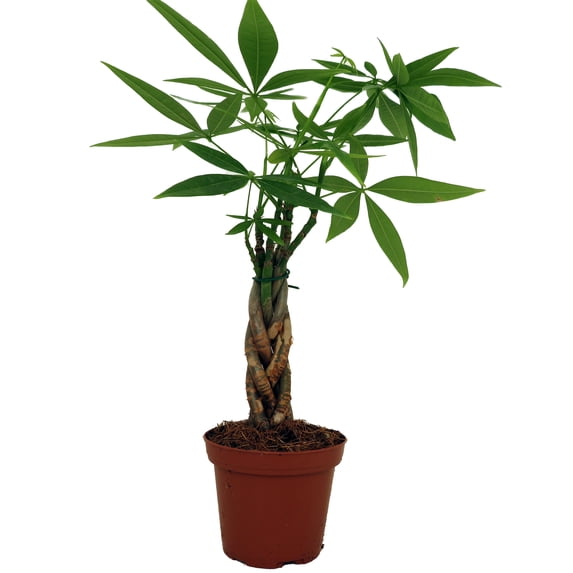 "Live Indoor Twisted Money Tree - Pachira - 3"" Pot - Easy to Grow ...