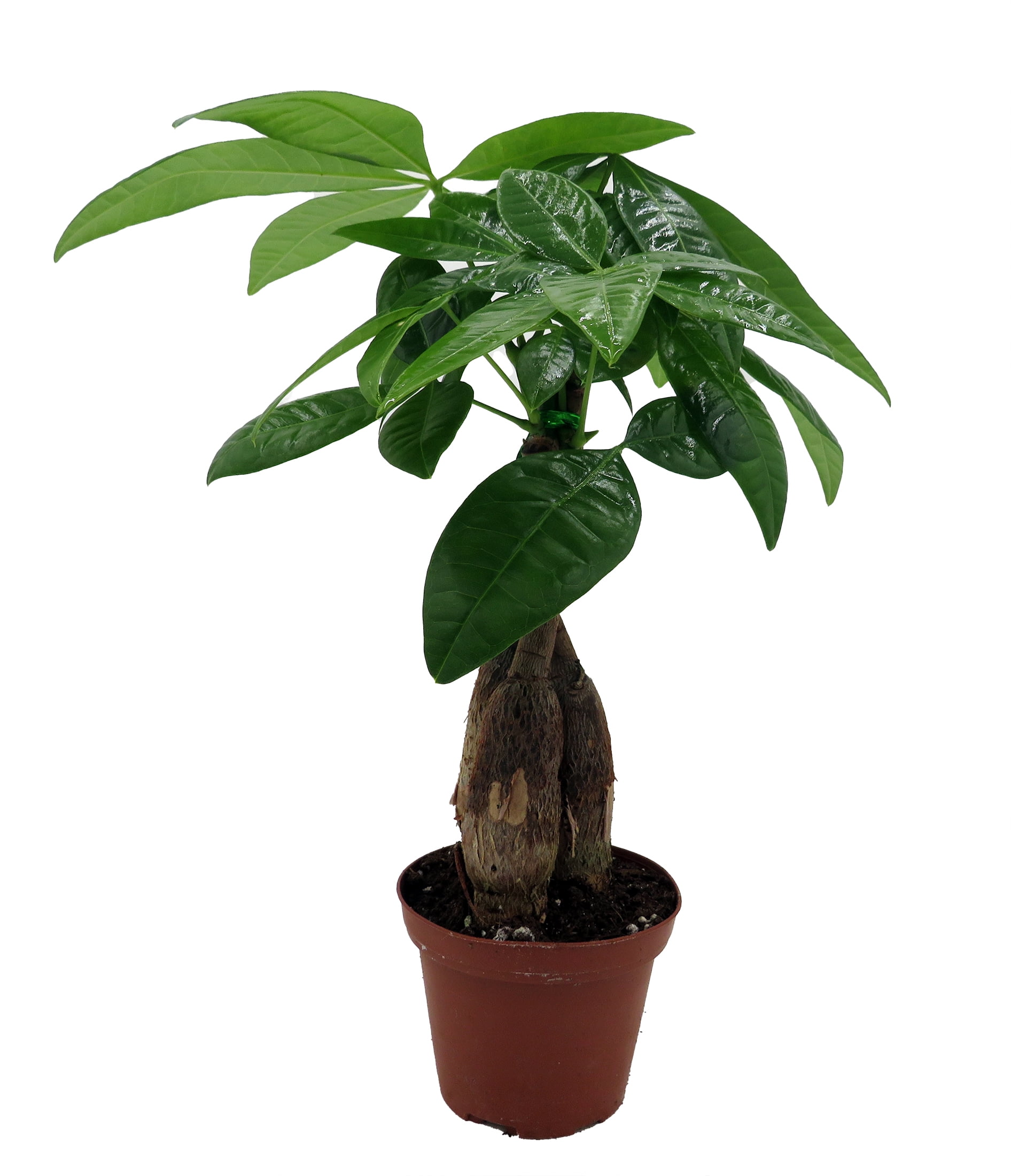 "Live Indoor Twisted Money Tree - Pachira - 3"" Pot - Easy to Grow ...