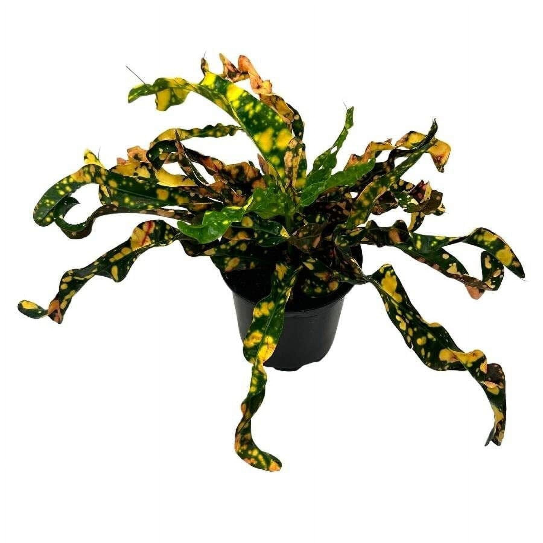 Twisted Variegated Croton Mammy, 4 inch, Very Rare Codiaeum variegatum ...