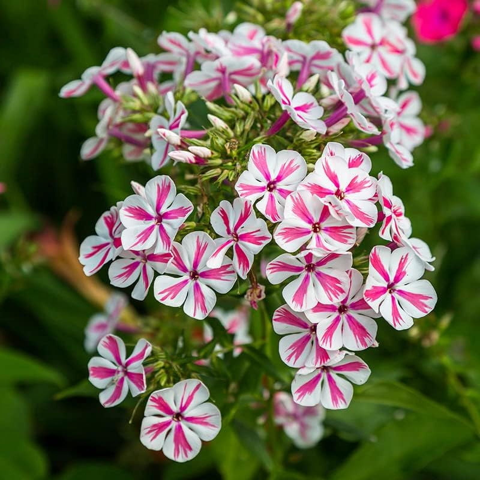 Twister Tall Phlox Flower Root - Perennializing - Easy to Grow Live ...