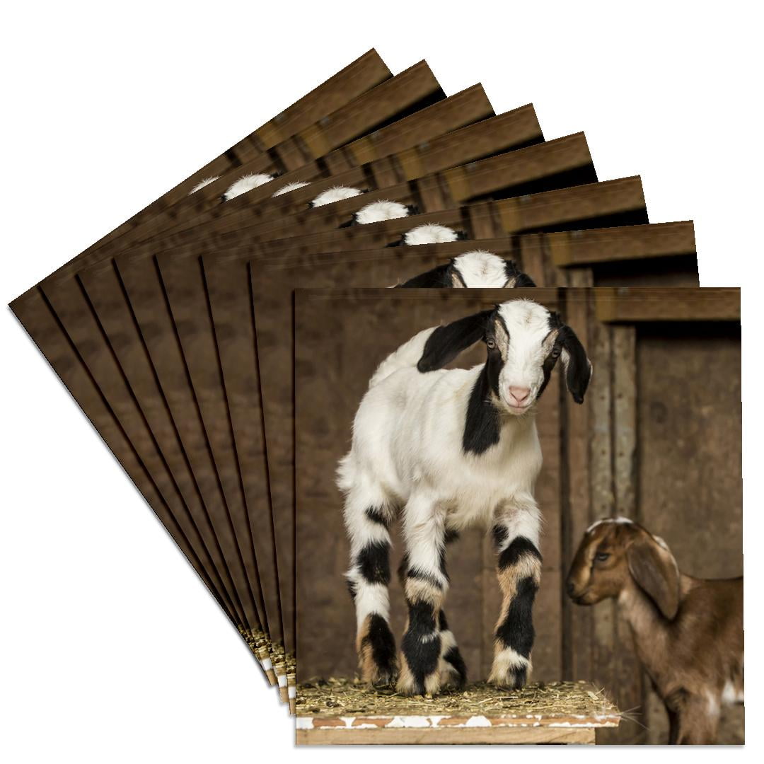 3drose, Two 12 Day Old Mixed Breed Nubian and Boer Goat Kids Posing ...