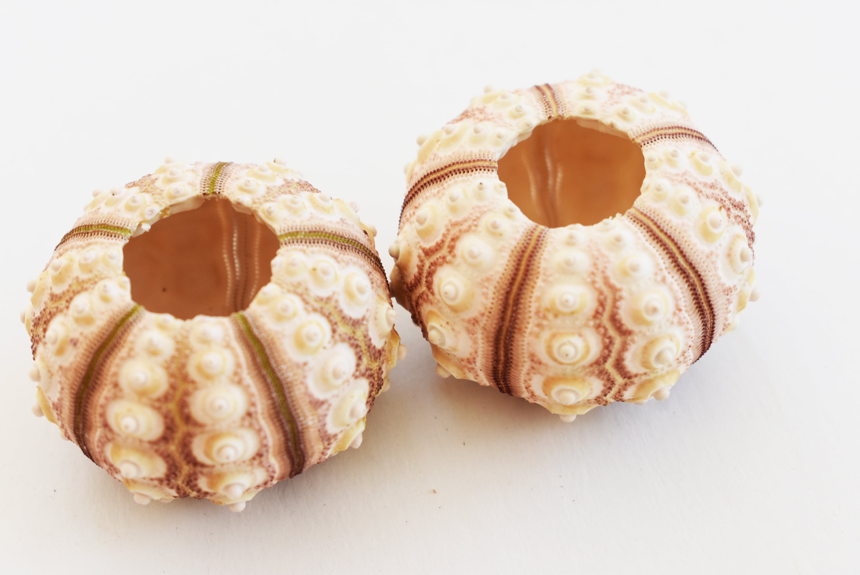 Two (2) Beautiful Sputnik Sea Urchin Shells (1-1 3/4" / 25-44mm) Beach ...