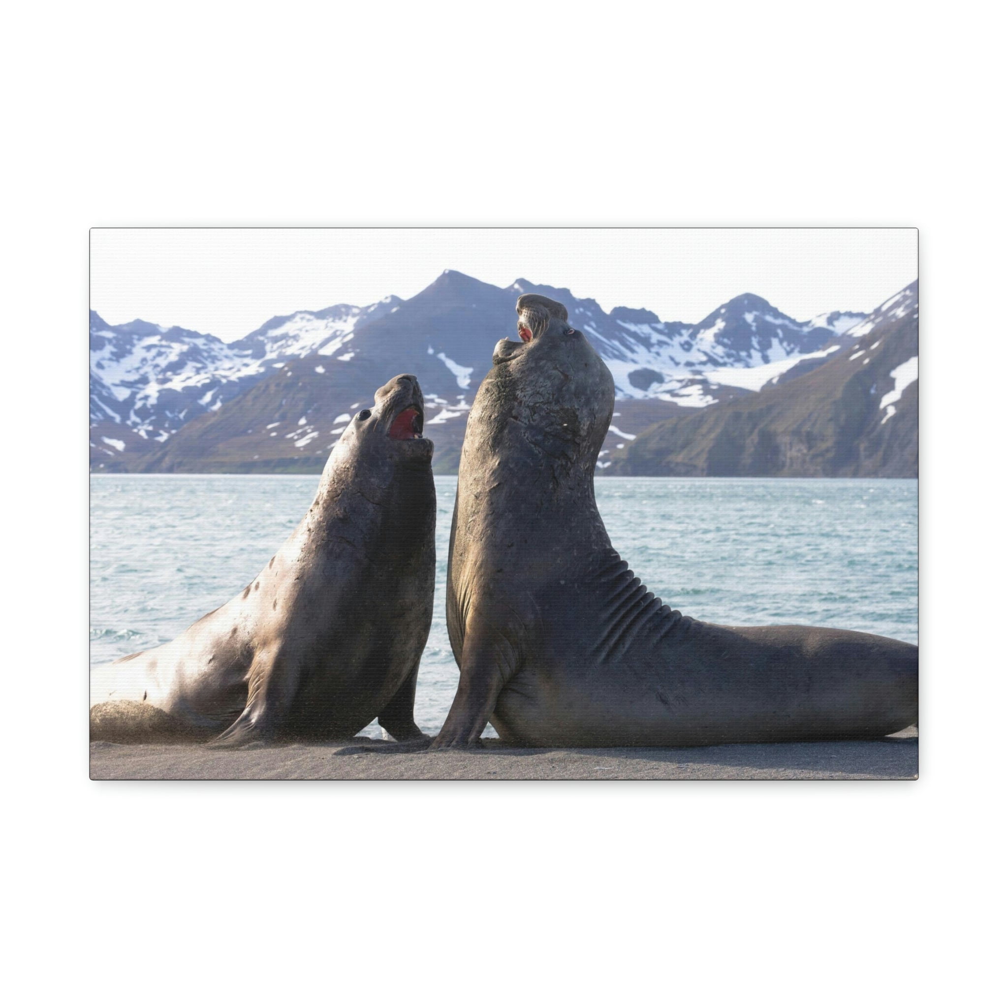 Two Adult Seals Face Off in Battle Animal Wall Art Wildlife Canvas ...