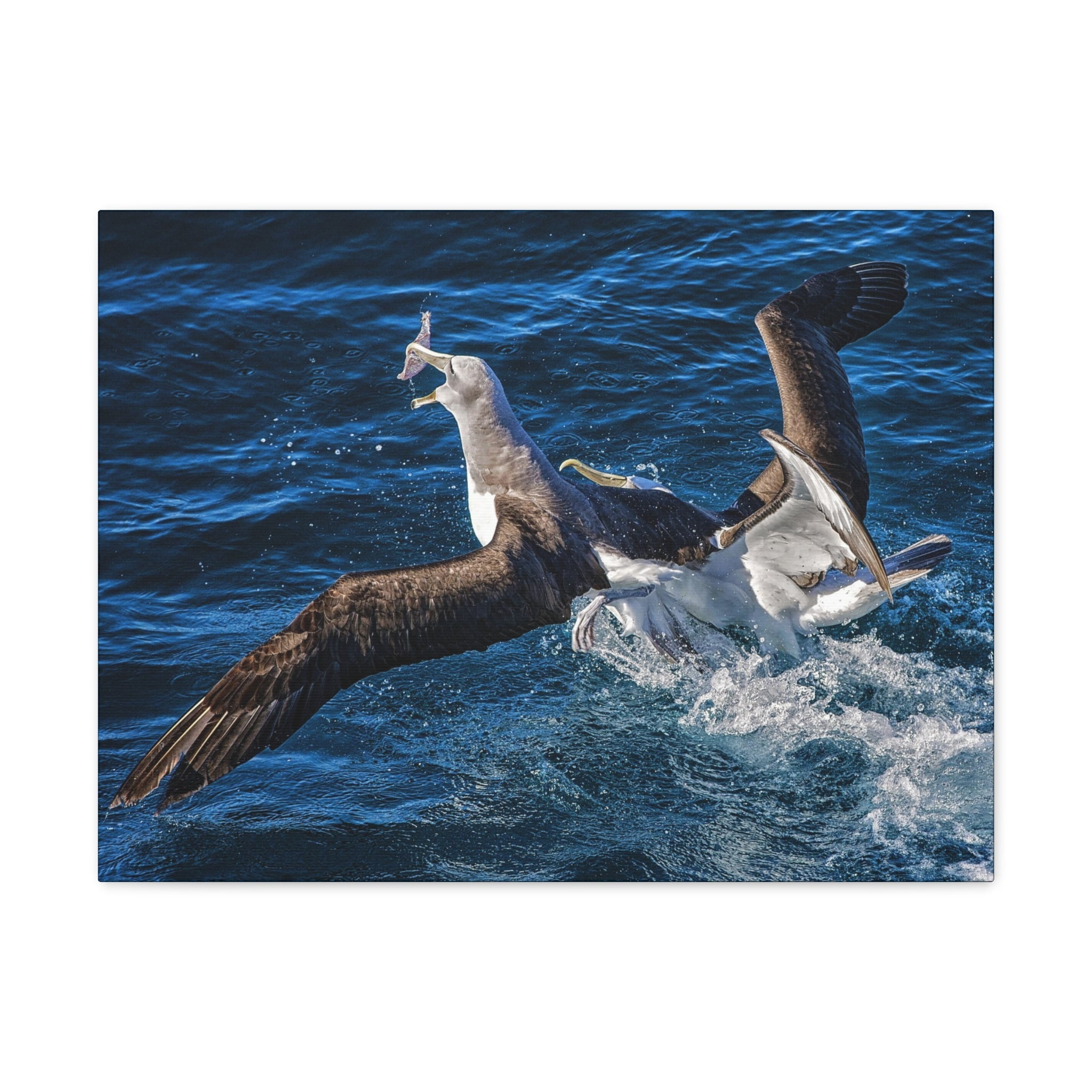 Two Albatross Fighting Over Food Canvas Gallery Wraps Unframed ...
