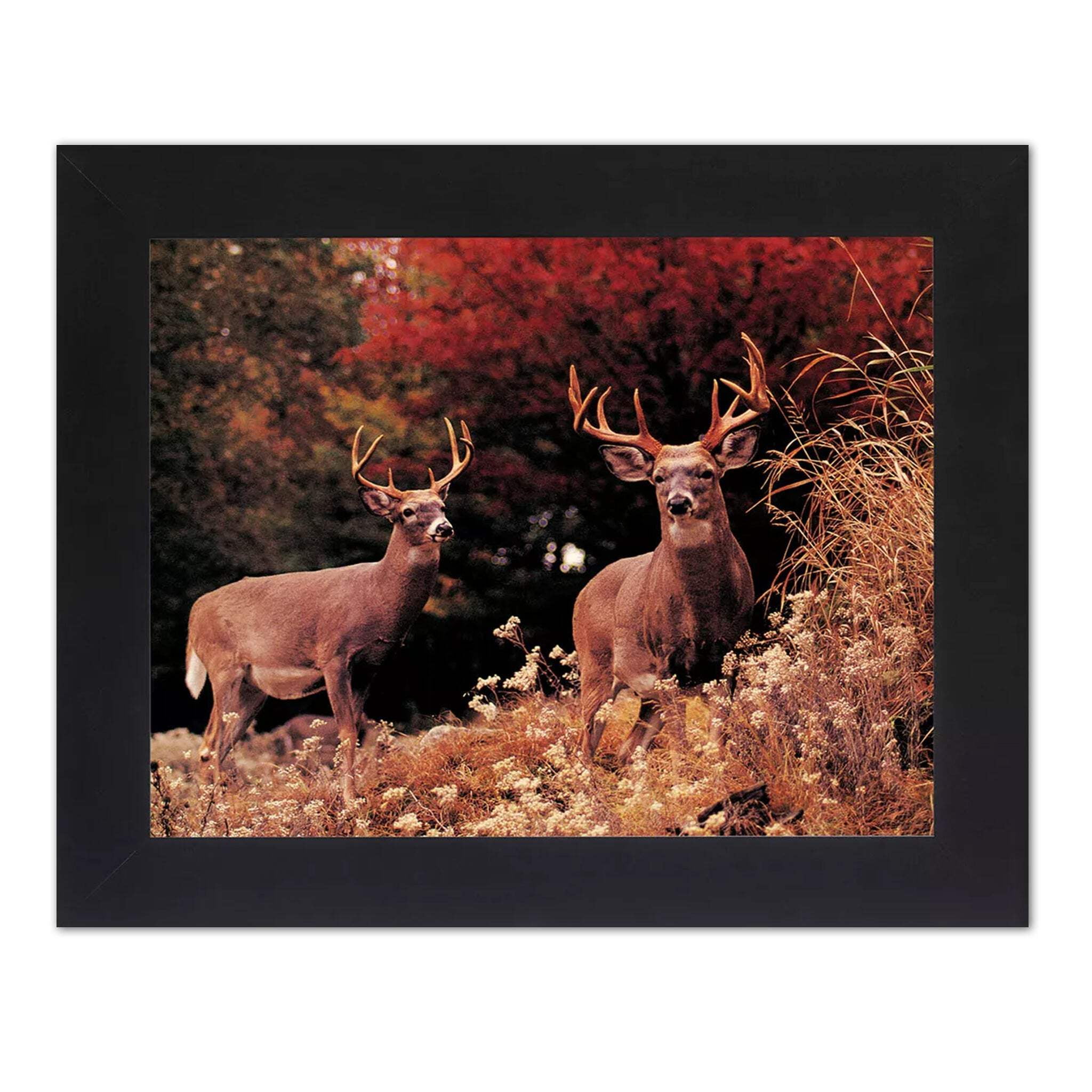 Two Buck Deer Large Antler Racks in Grass Photo Wall Picture Black ...