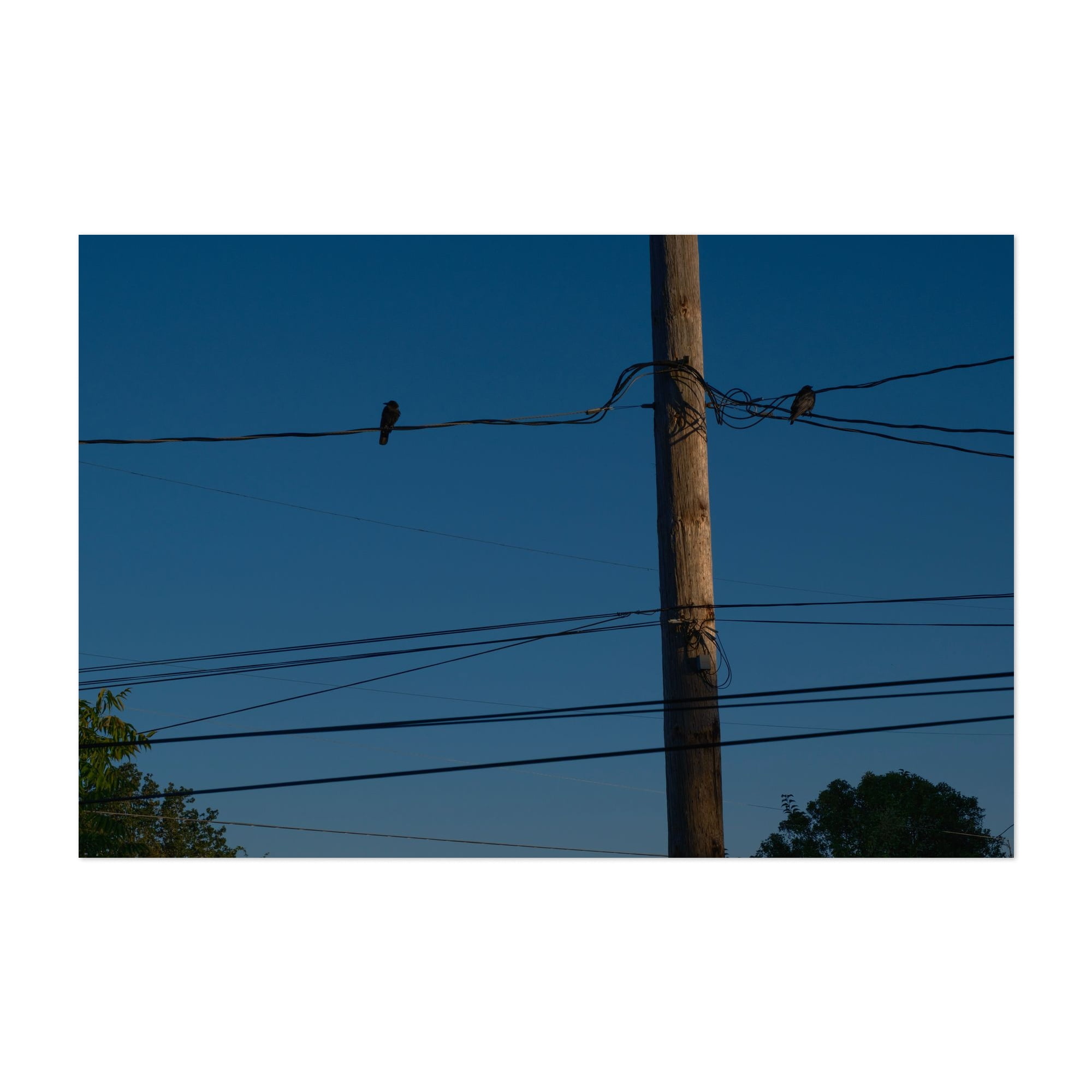 Two Crows - Portland Oregon Photography Bird Silhouette Minimalist ...