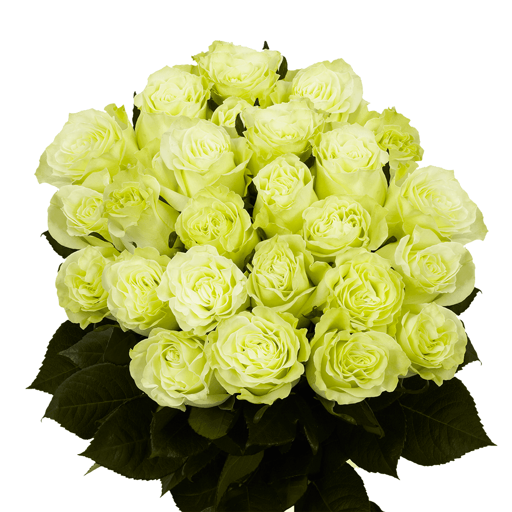 Two Dozen Green Roses- Beautiful Fresh Cut Flowers- Express Delivery ...