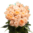 Two Dozen Peach Roses- Beautiful Fresh Cut Flowers- Express Delivery ...