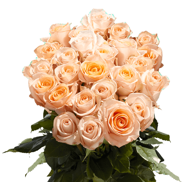 Two Dozen Peach Roses- Beautiful Fresh Cut Flowers- Express Delivery ...