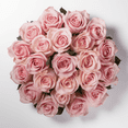 Two Dozen Pink Roses- Beautiful Fresh Cut Flowers- Express Delivery ...