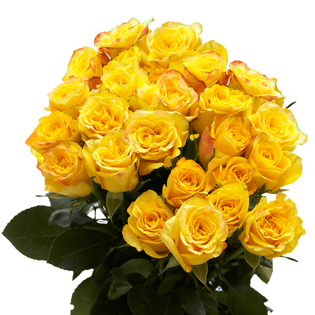 Two Dozen Yellow Roses- Beautiful Fresh Cut Flowers- Express Delivery ...