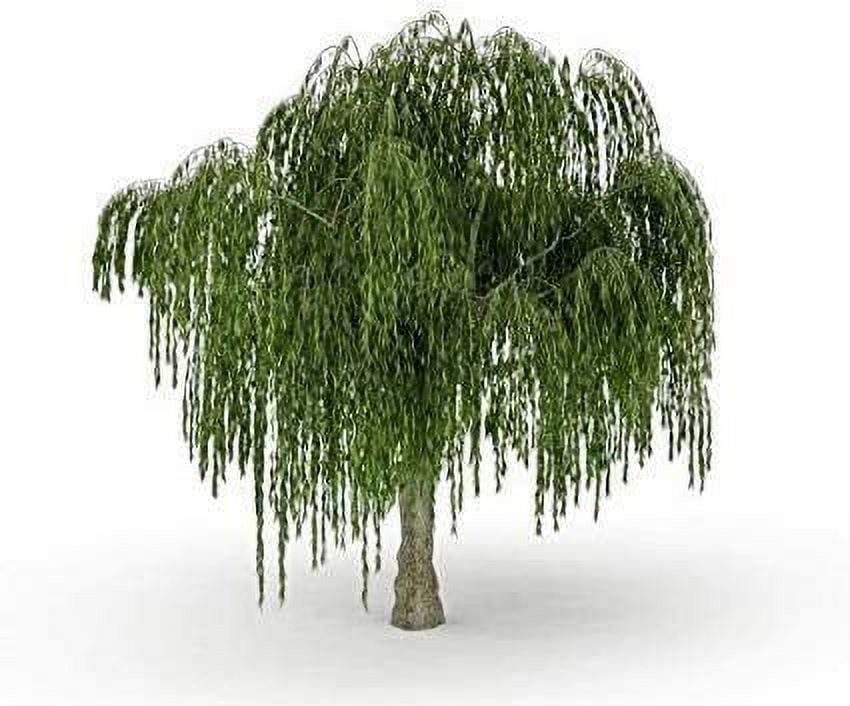 Two Dwarf Weeping Willow Tree Cuttings - Burning Bush Weeping Willow ...