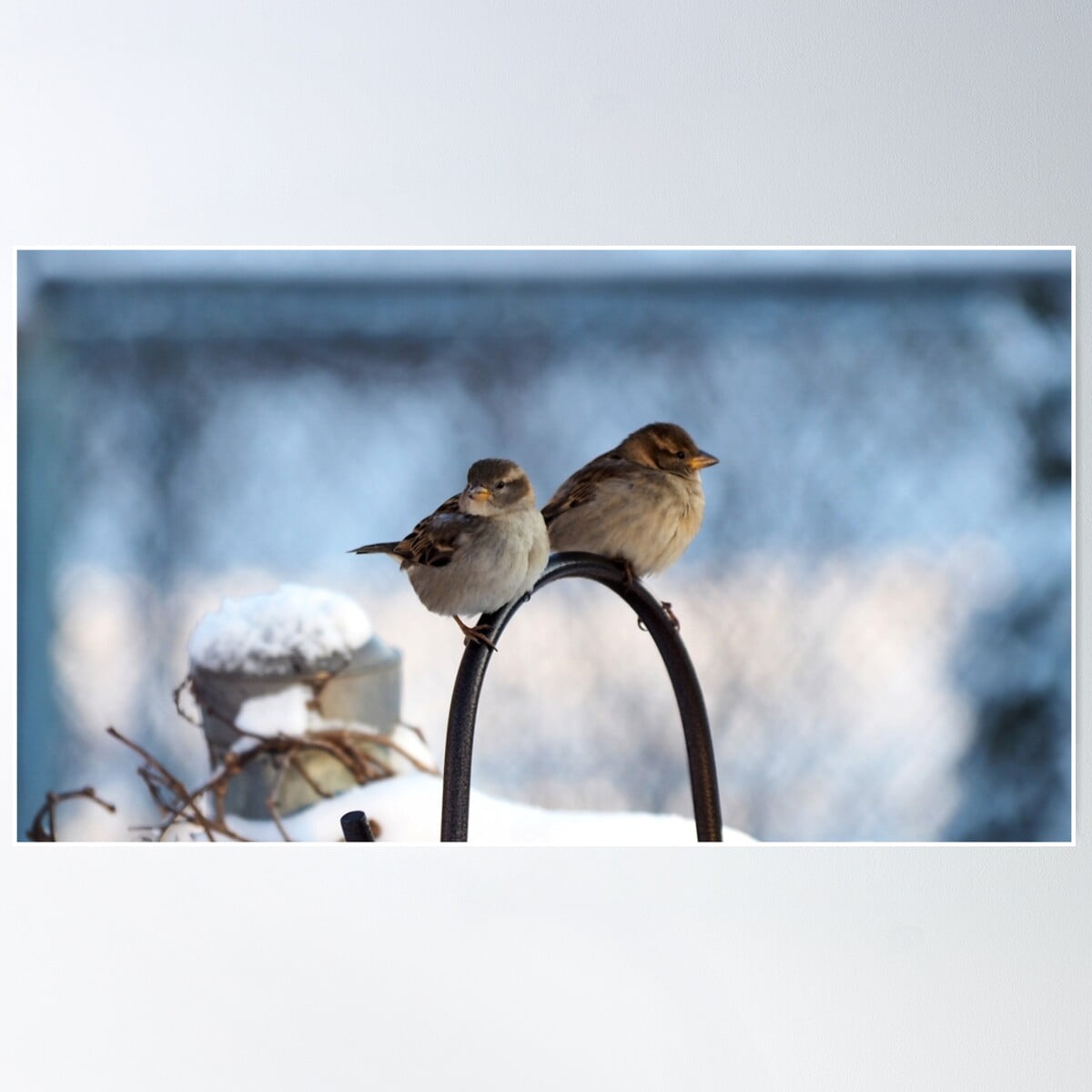 Two Female House Sparrows Poster Wall Art, Modern Wall Decor For Living ...