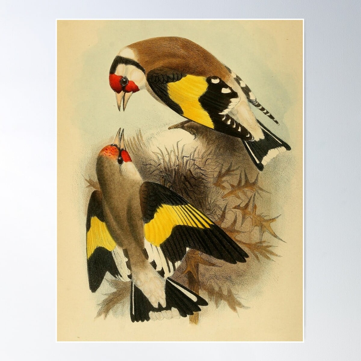 Two Himalayan Goldfinches Talking Poster Wall Art, Modern Wall Decor ...
